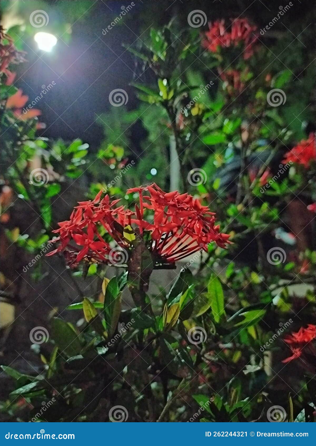 Flower in night stock image. Image of invertebrate, nature - 262244321