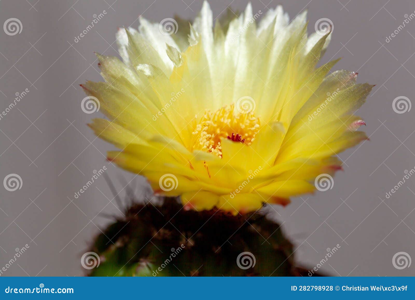 Flower of a Notocactus Tenuispinus Stock Photo - Image of detail ...
