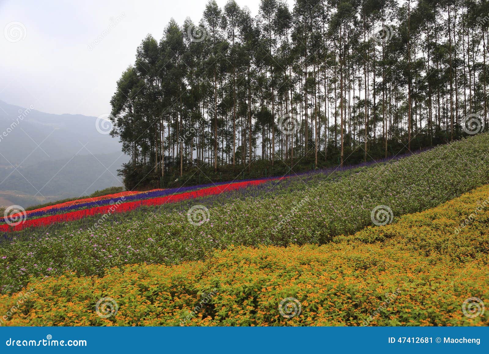Flower Nurery on the Hillside Stock Image - Image of flower, field ...