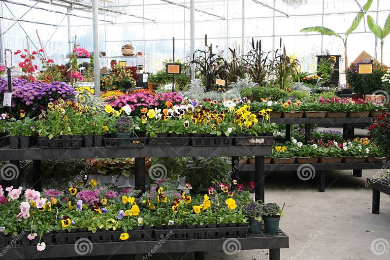Flower nursery stock image. Image of green, grow, floral - 16360867