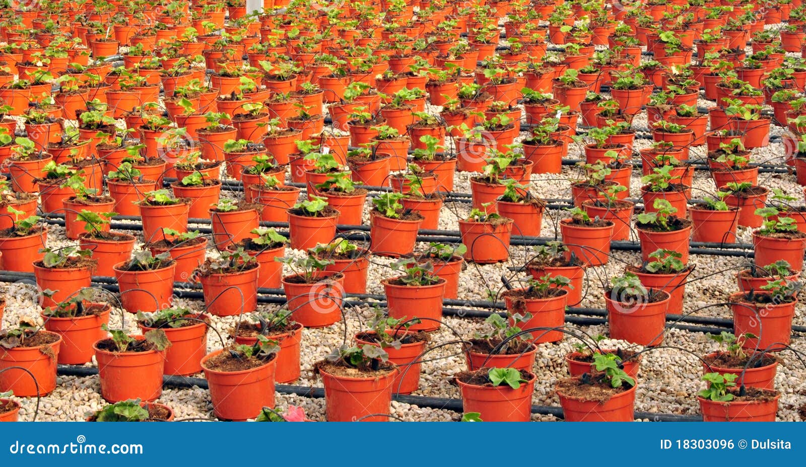 Flower nursery stock photo. Image of herbs, field, garden - 18303096
