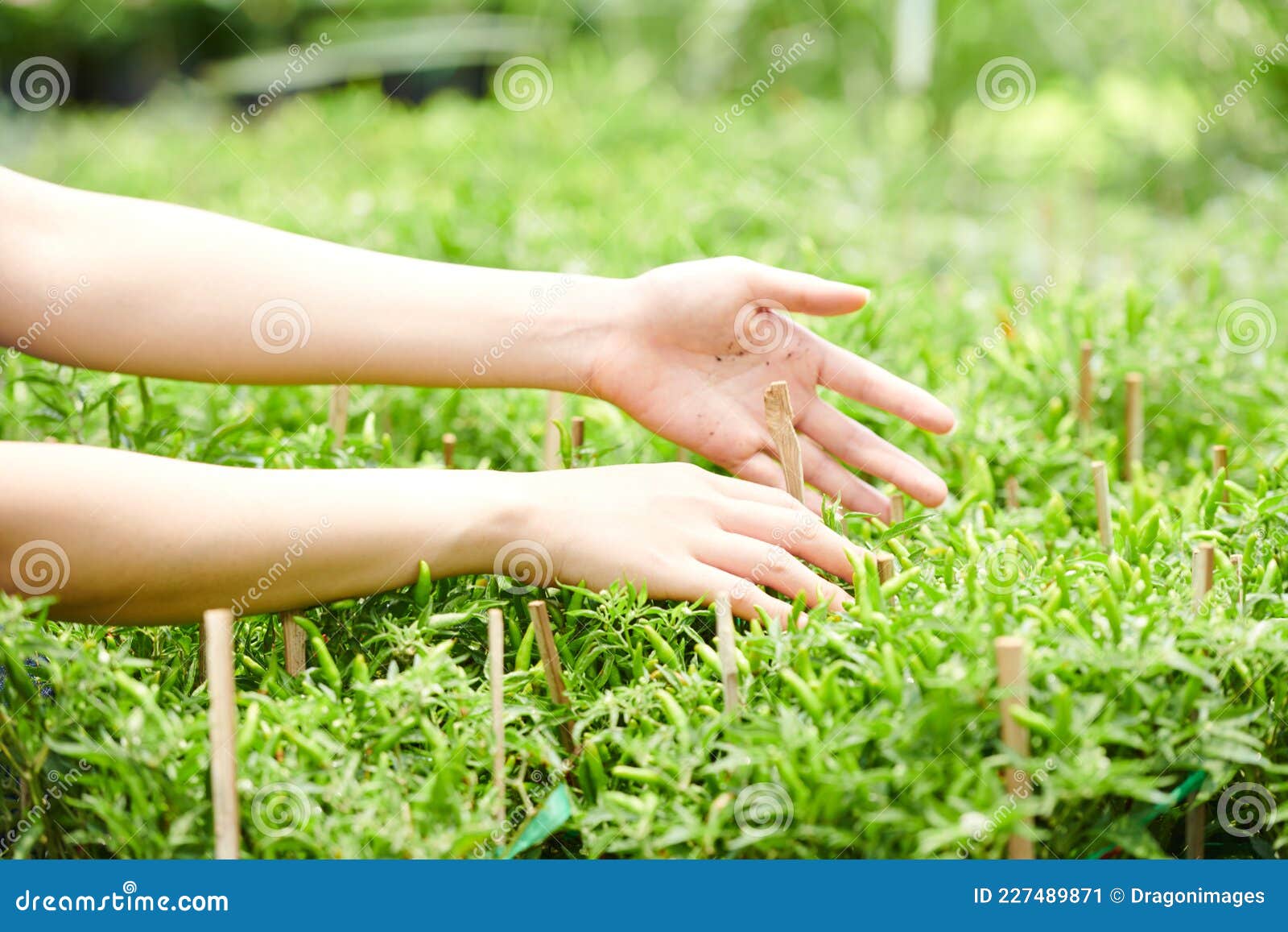 Flower Nursery Worker Checking Plants Stock Image - Image of care ...