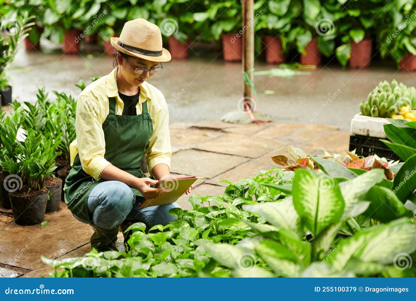 Flower Nursery Worker Checking Plants Stock Image - Image of shop ...