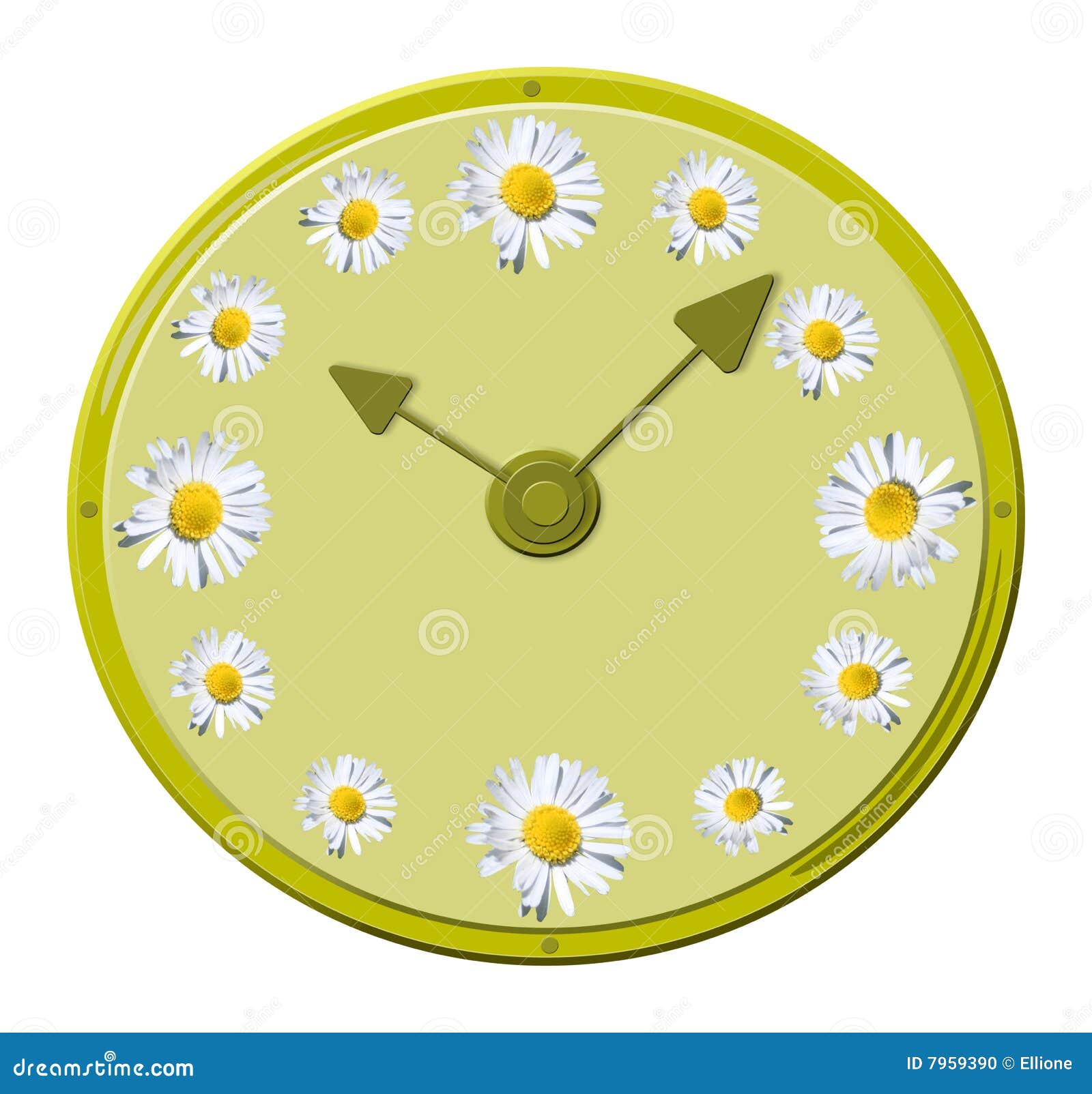 Flower o clock stock illustration. Illustration of clip - 7959390