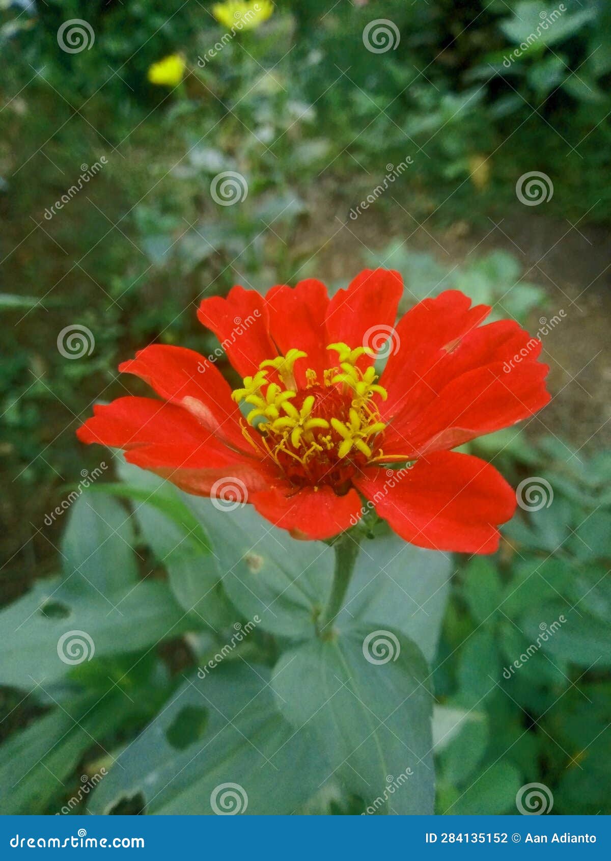 Flower Objects with a Combination of Red and Yellow and a Dim ...