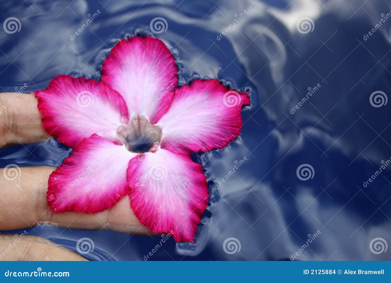 Flower Offering stock photo. Image of bloom, summer, sparkle - 2125884