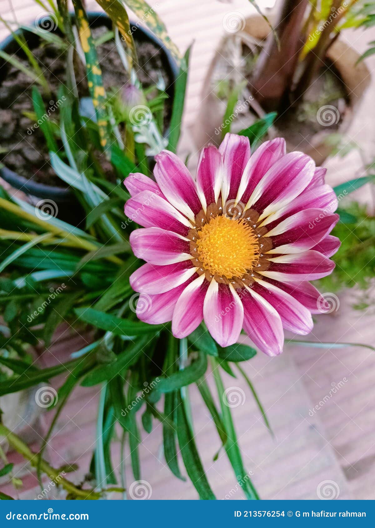Flower Office Sunflower Beautiful Colour Beautiful Day Stock Photo ...