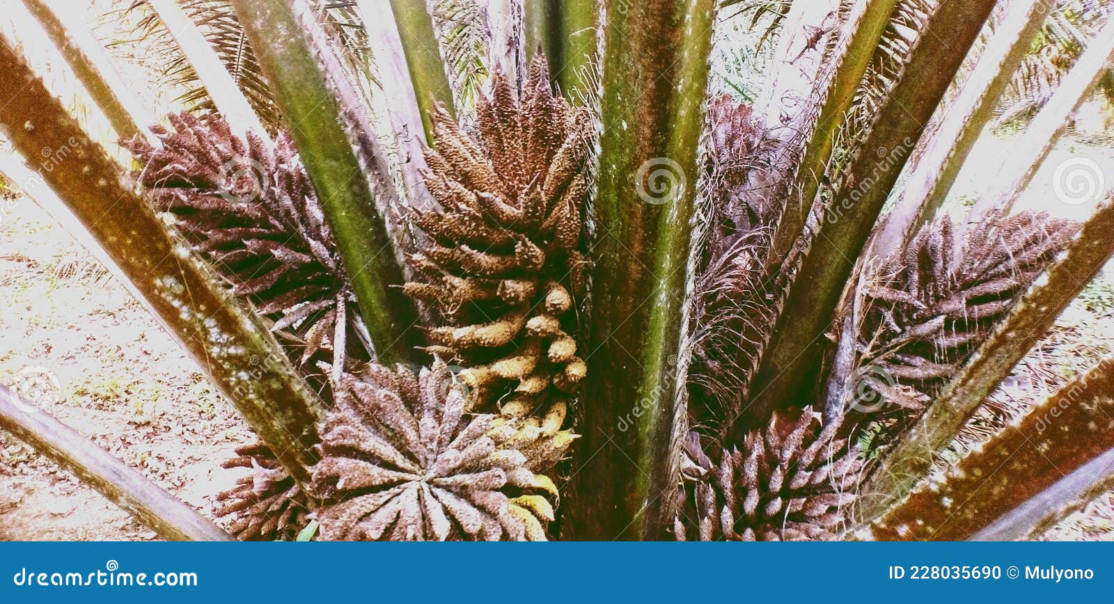 The Flower of the Oil Palm Tree in Bloom Stock Photo - Image of flower ...