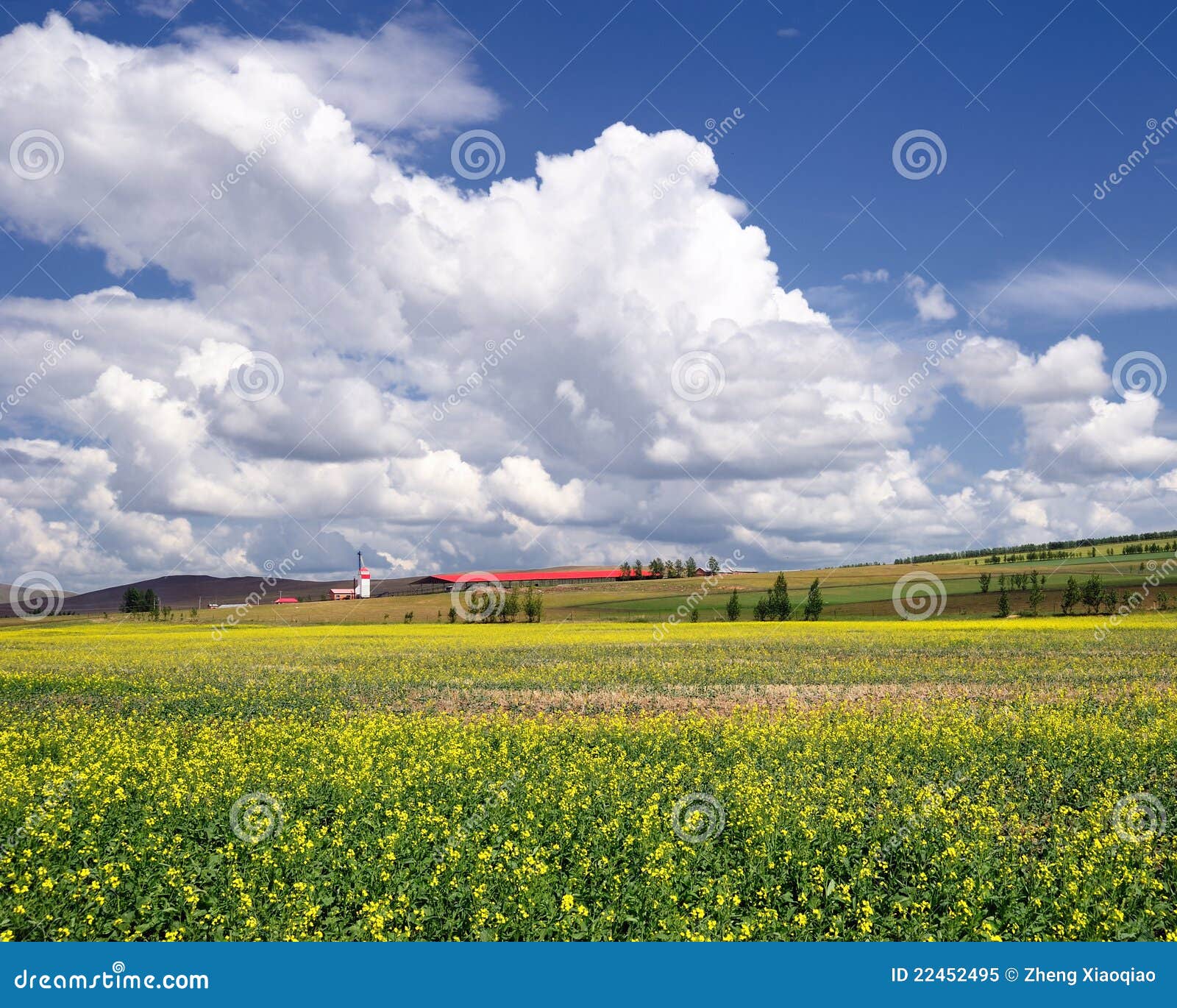 Flower of oil stock image. Image of farm, cloudy, blossom - 22452495