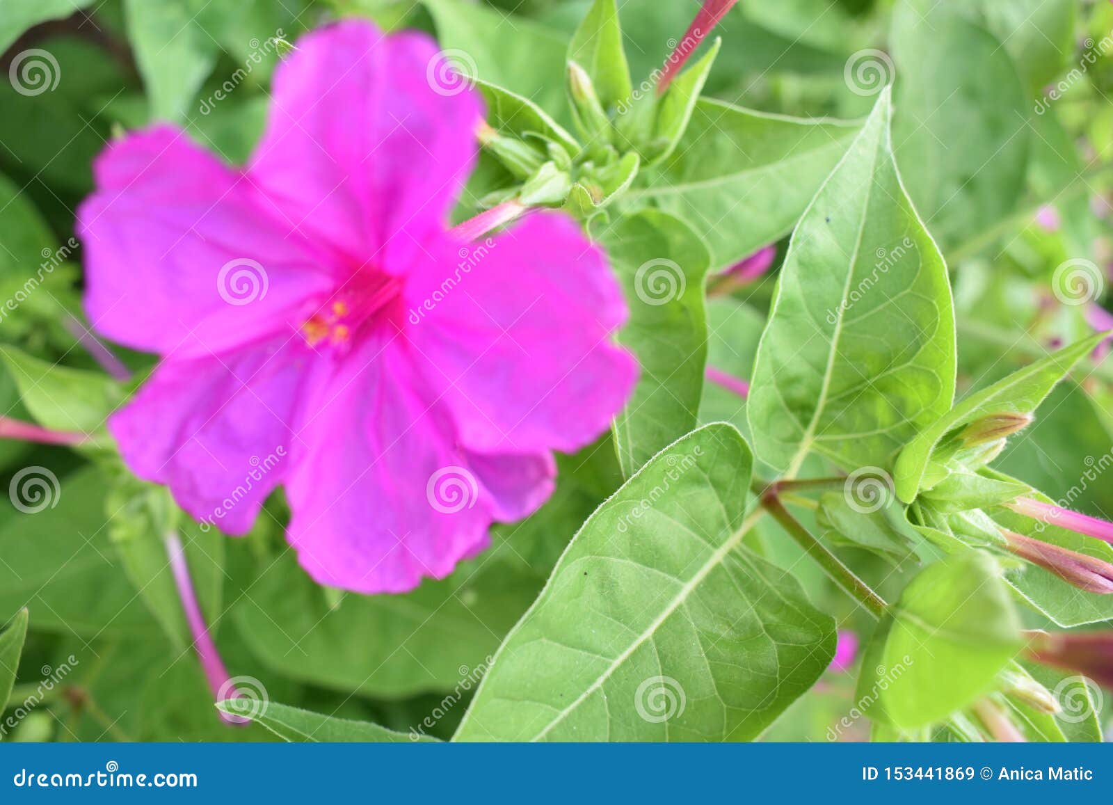Flower of oleander. stock image. Image of beautiful - 153441869