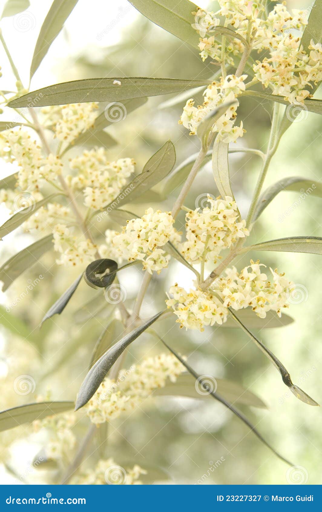 The flower of the olive stock image. Image of flower - 23227327