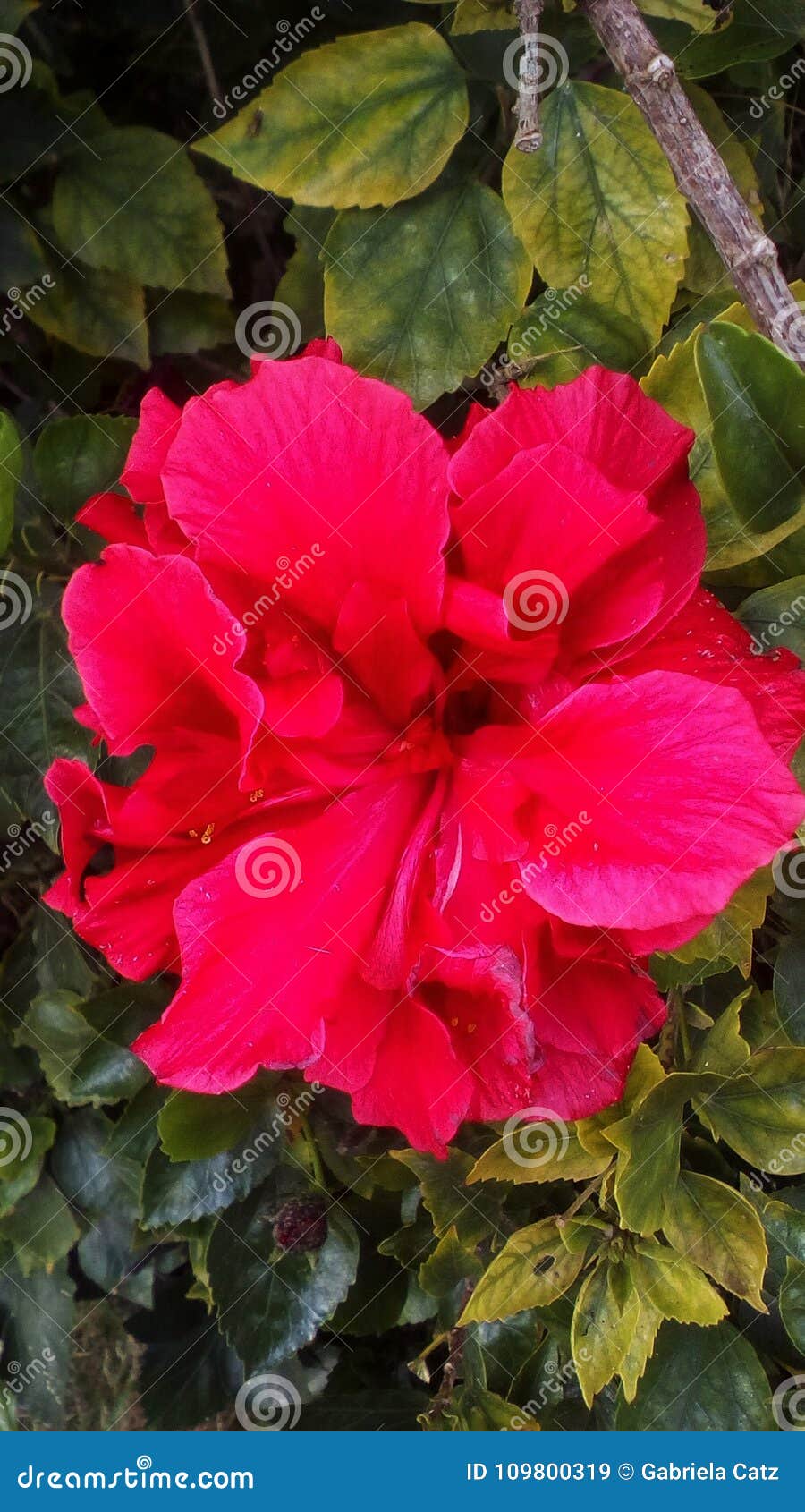 Flower stock image. Image of leaf, decoration, beautiful - 109800319