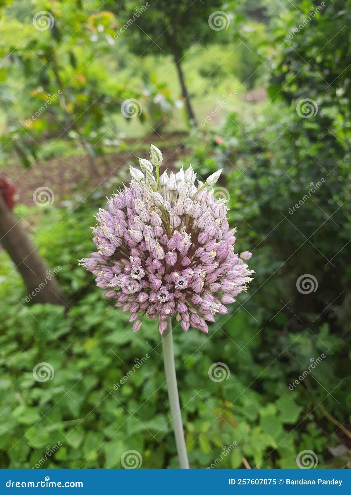 Flower of Onion stock image. Image of nature, garden - 257607075