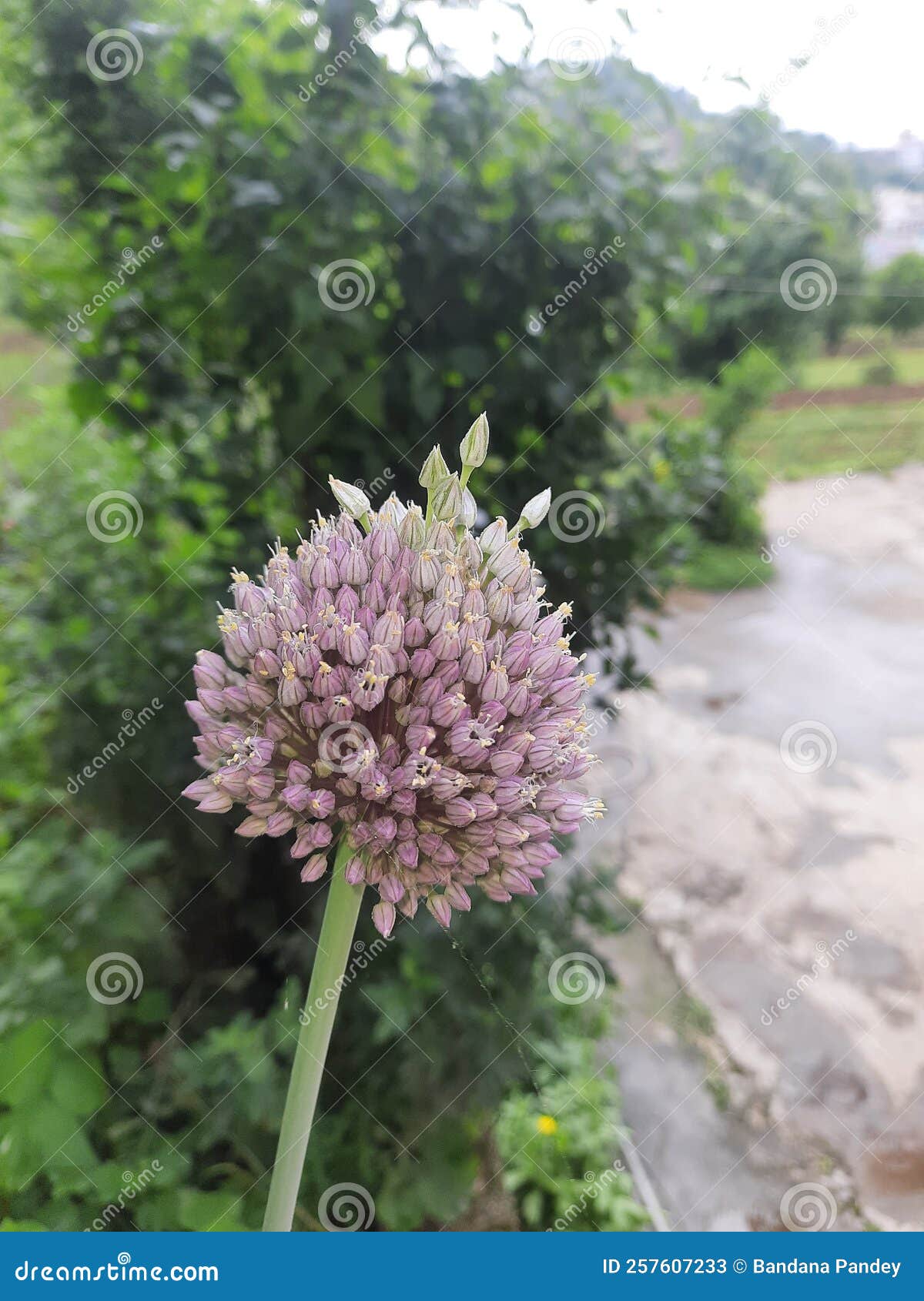 Flower of Onion stock image. Image of meadow, petal - 257607233