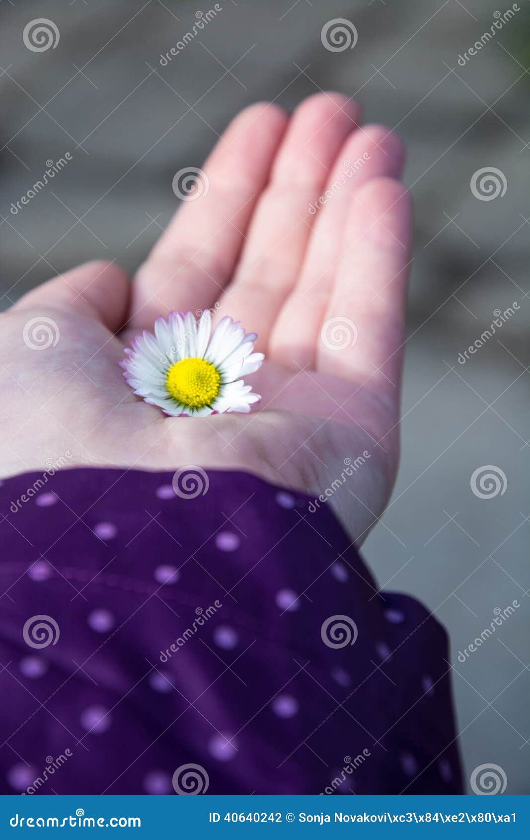 Flower in open hand stock photo. Image of pink, together - 40640242