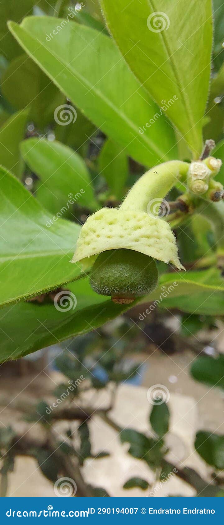 Orange Fruit Flowers are Very Beautiful Stock Image - Image of flowers ...