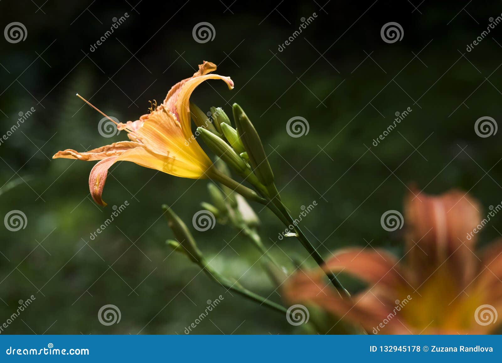 A Flower of an Orange Day-lily. Side View Stock Photo - Image of house ...