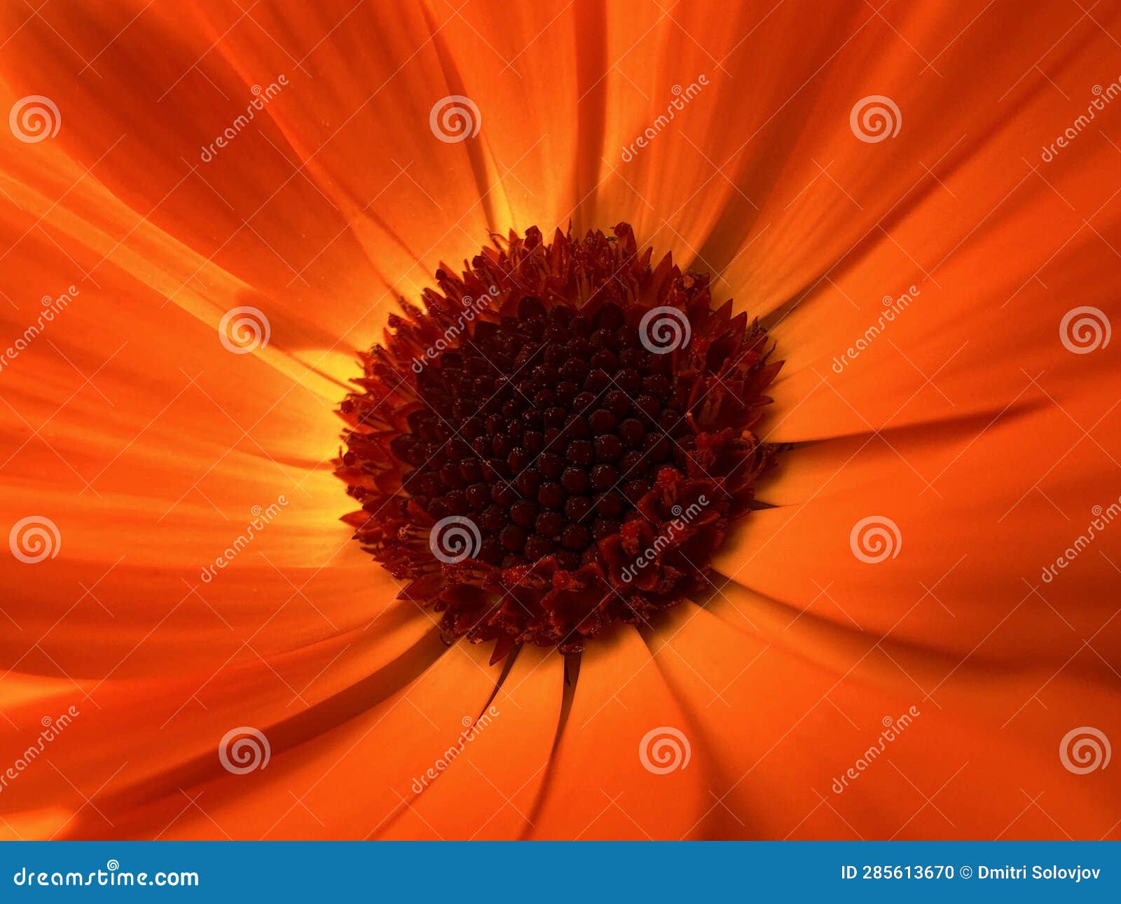 Flower stock photo. Image of orange, flower, noedit - 285613670