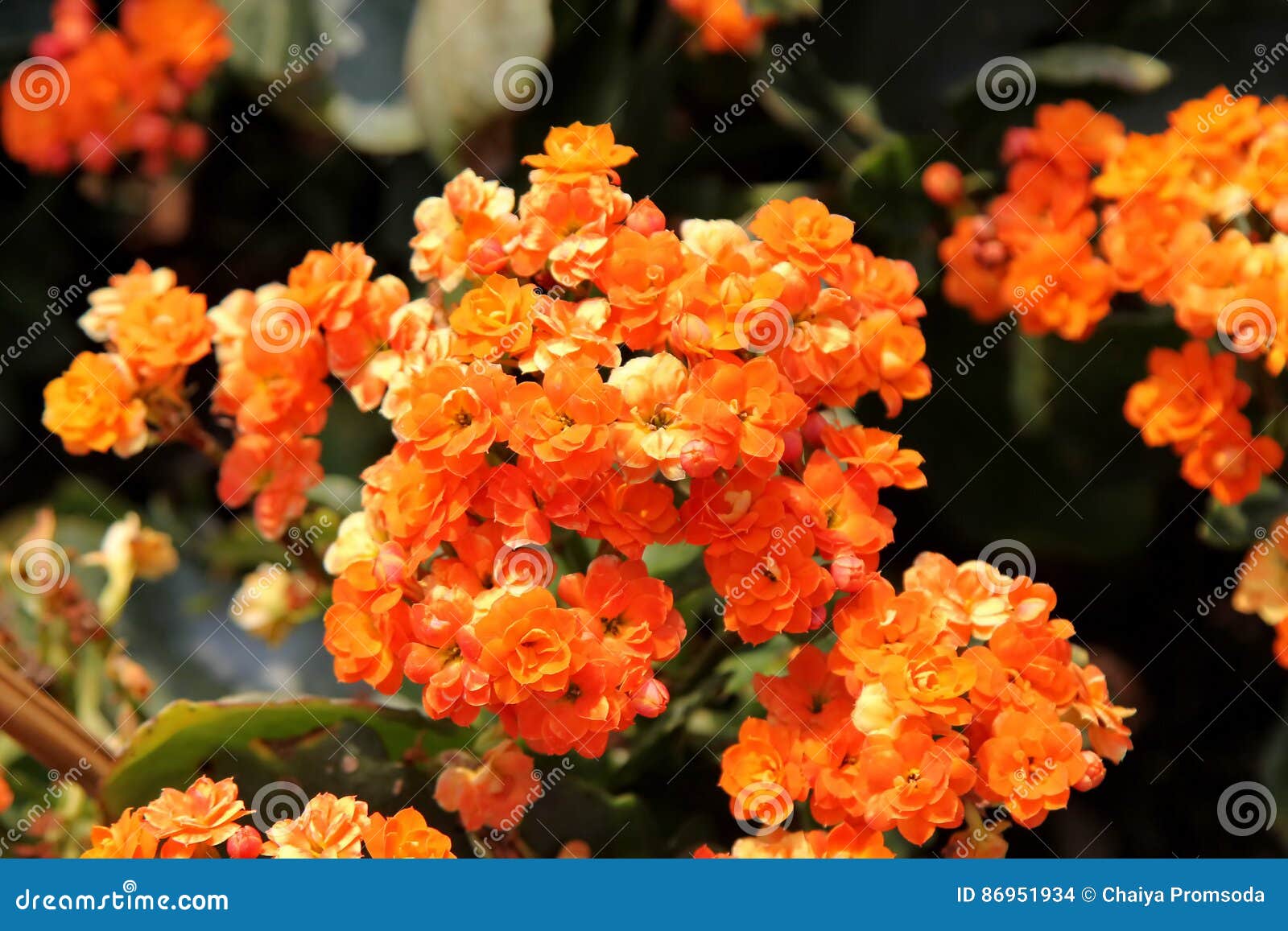 Flower stock photo. Image of petals, background, doind - 86951934