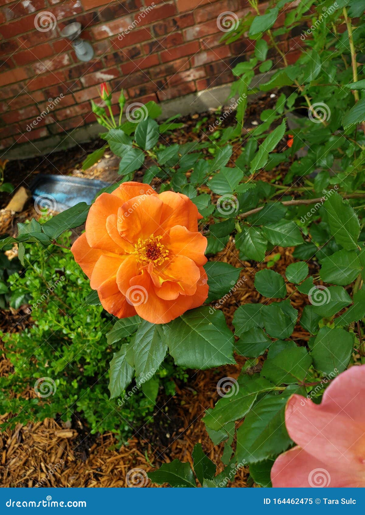 Flower stock image. Image of spring, orange, flower - 164462475