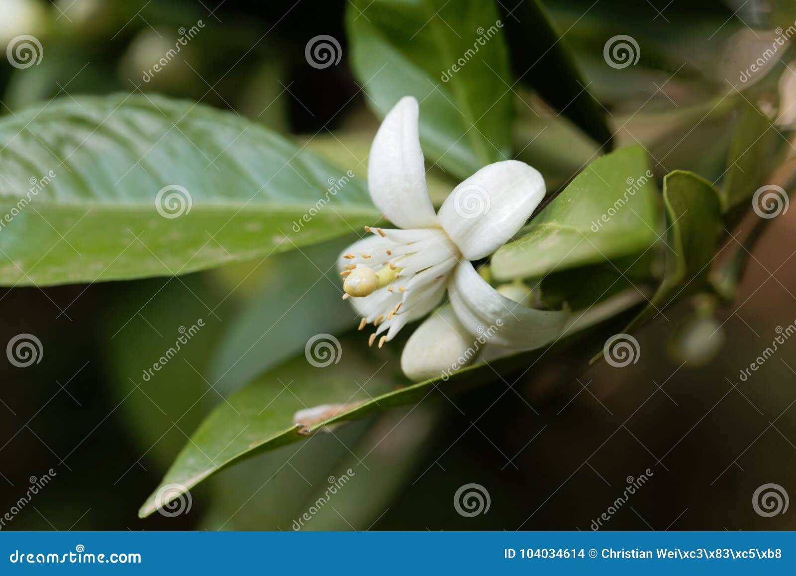 Flower of an orange tree stock photo. Image of nature - 104034614