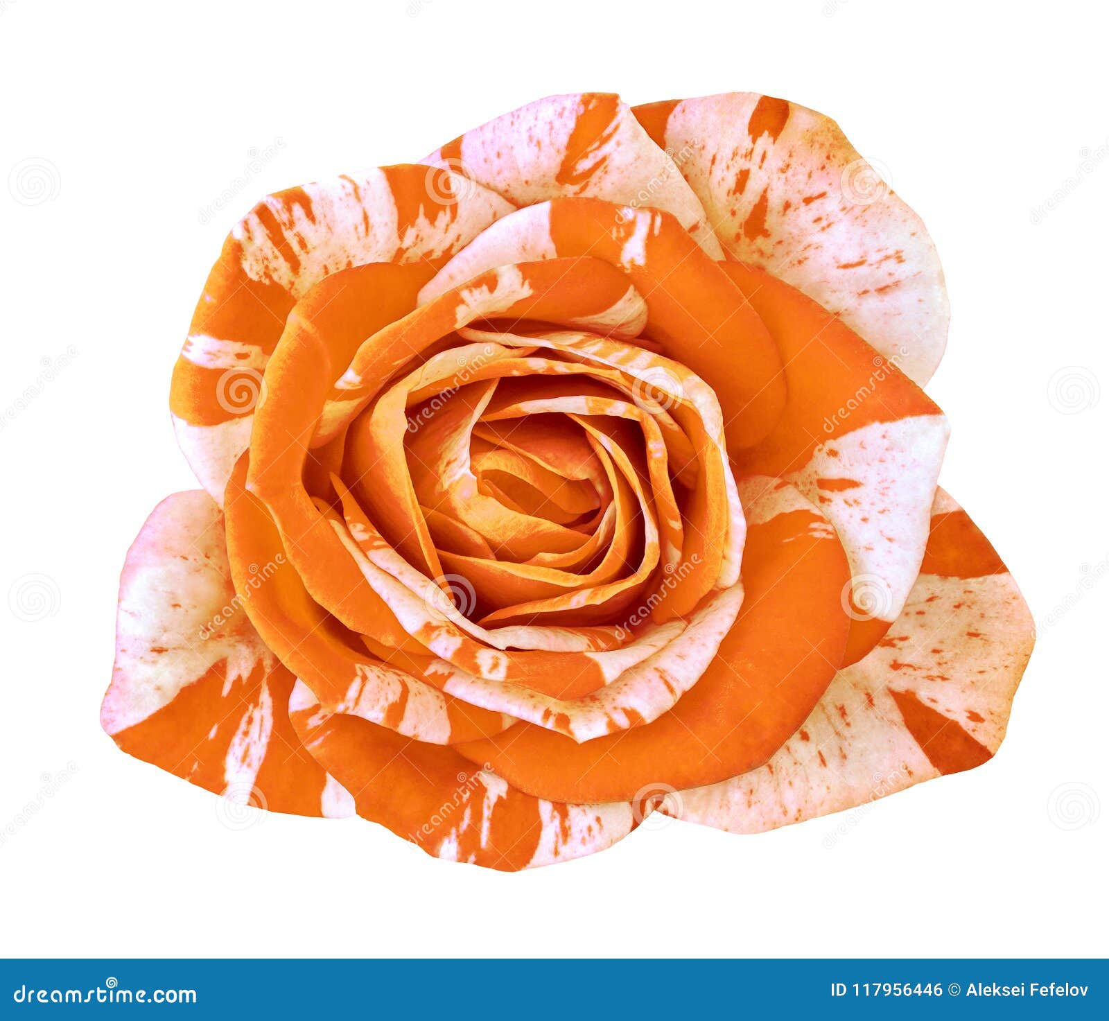 Flower Orange White Rose Isolated on White Background. Close-up Stock ...