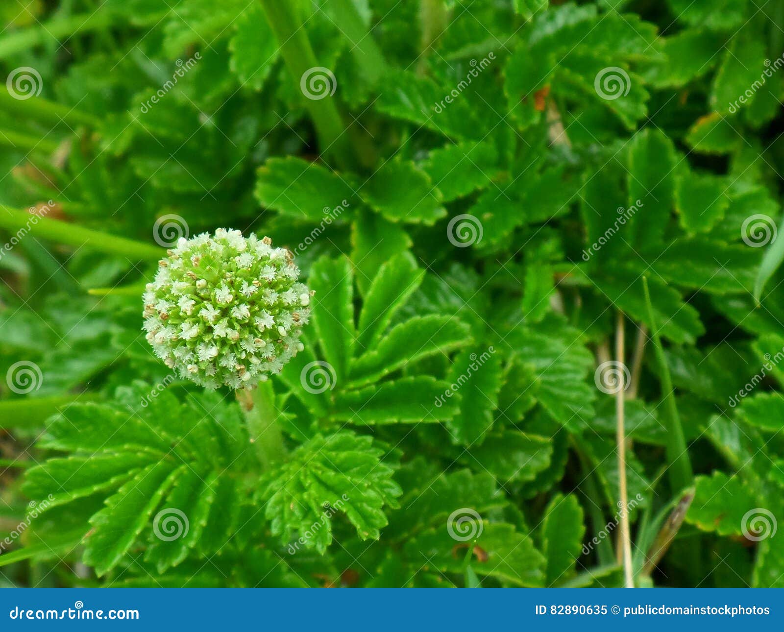 Flower Orb Picture. Image: 82890635