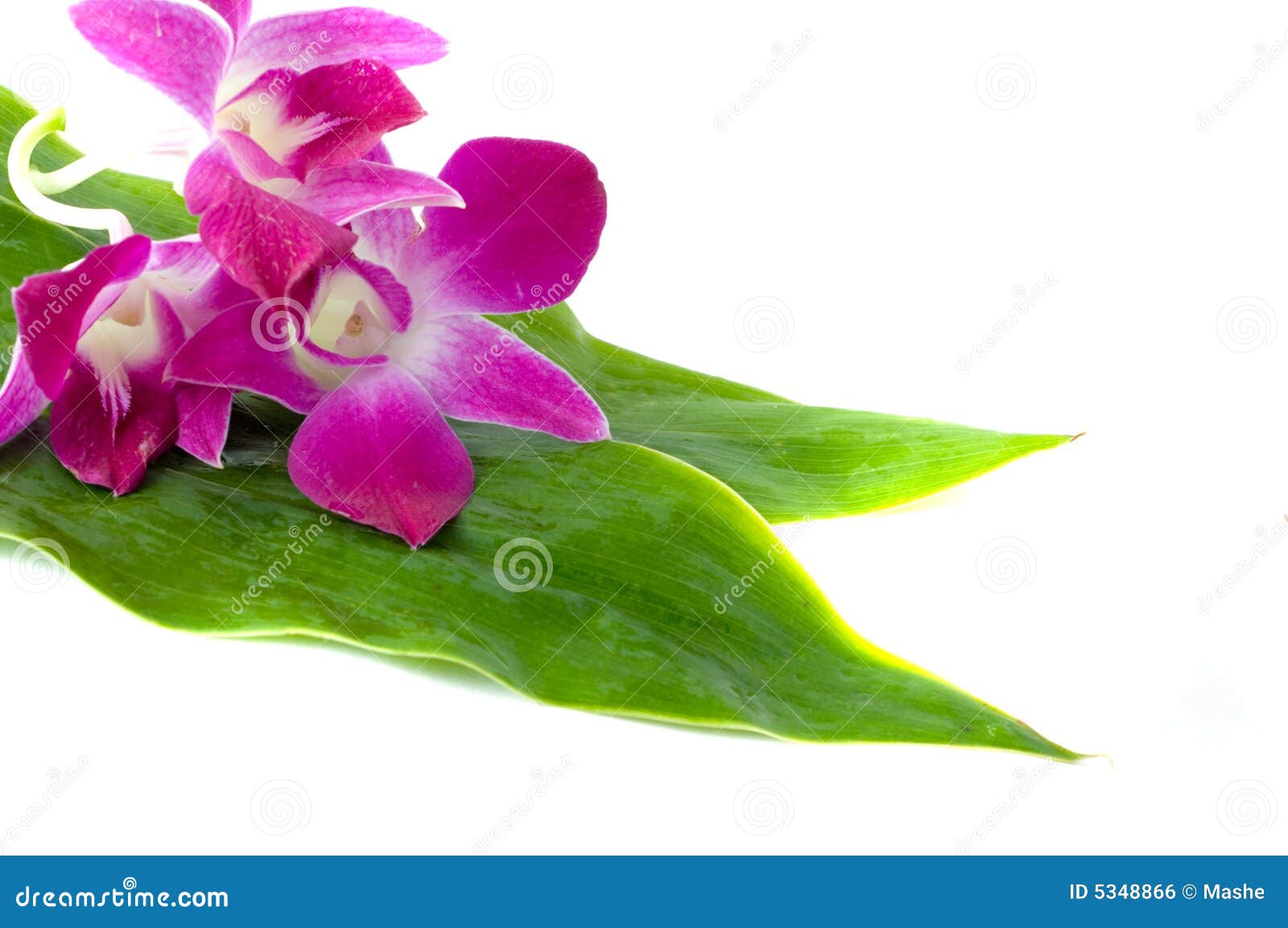 Flower orchid and leaf. stock photo. Image of leaf, orchidaceae - 5348866