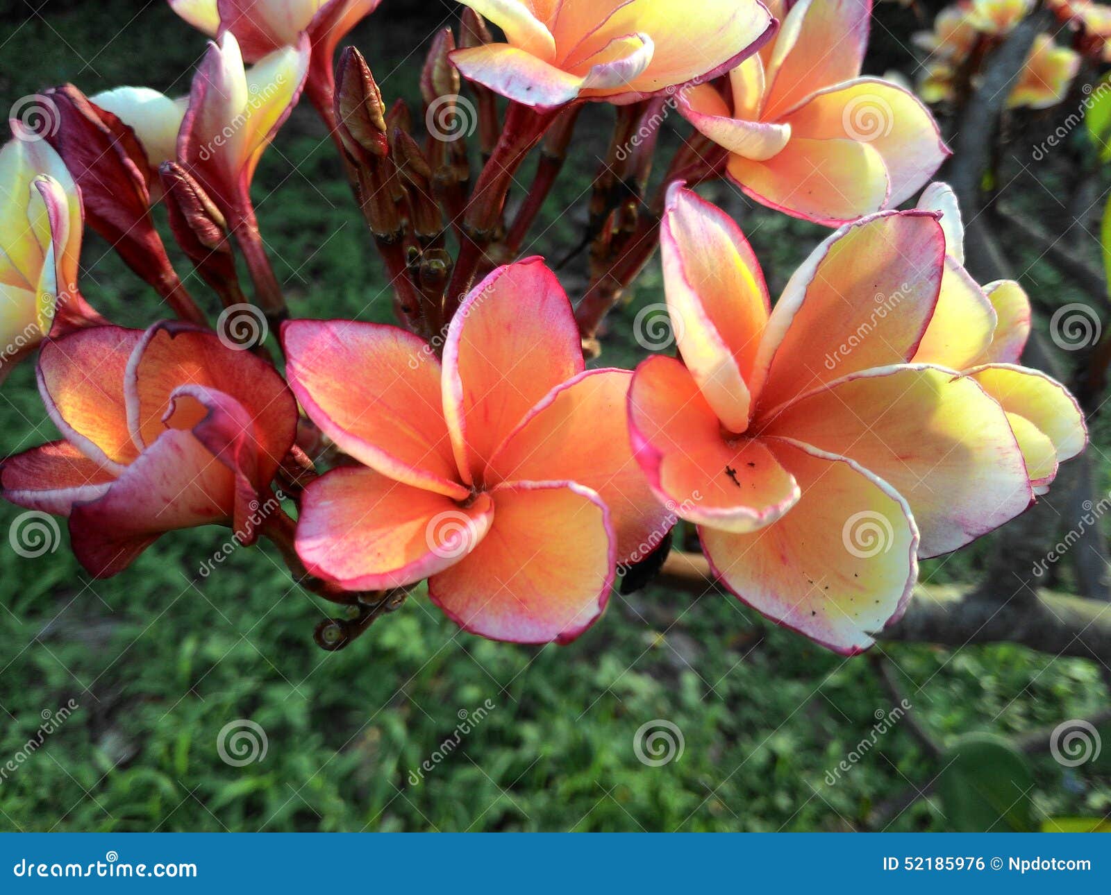 Flower orenge stock photo. Image of flower, thawung, orenge - 52185976