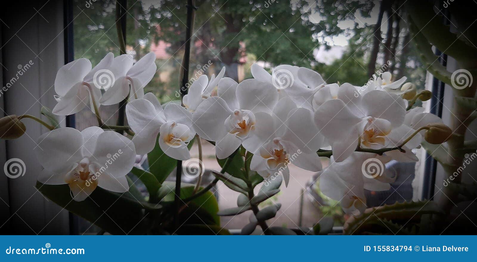 Orhideja Stock Images - Download 109 Royalty Free Photos