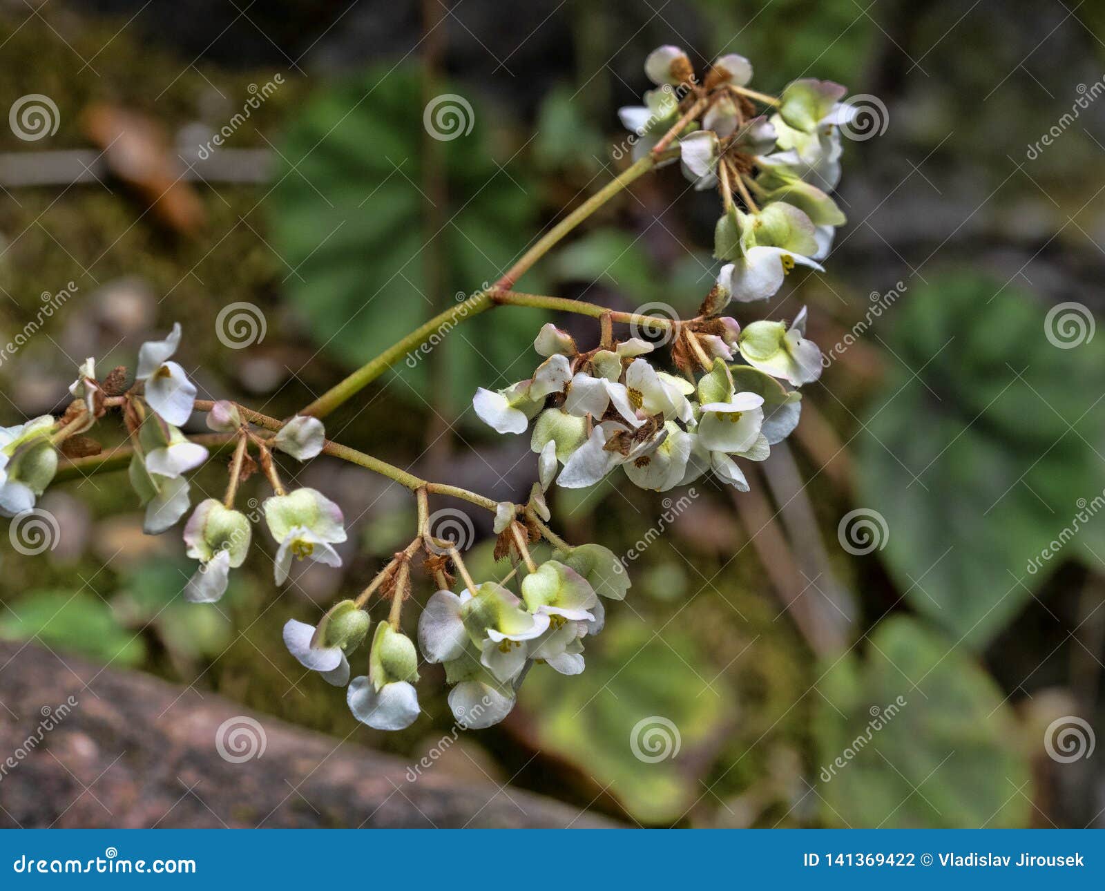 Flower of the Original Wild Begonia, Guatemala Stock Photo - Image of ...