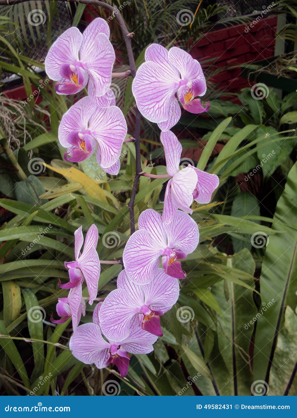 Flower in orkid stock image. Image of orkid, love, line - 49582431