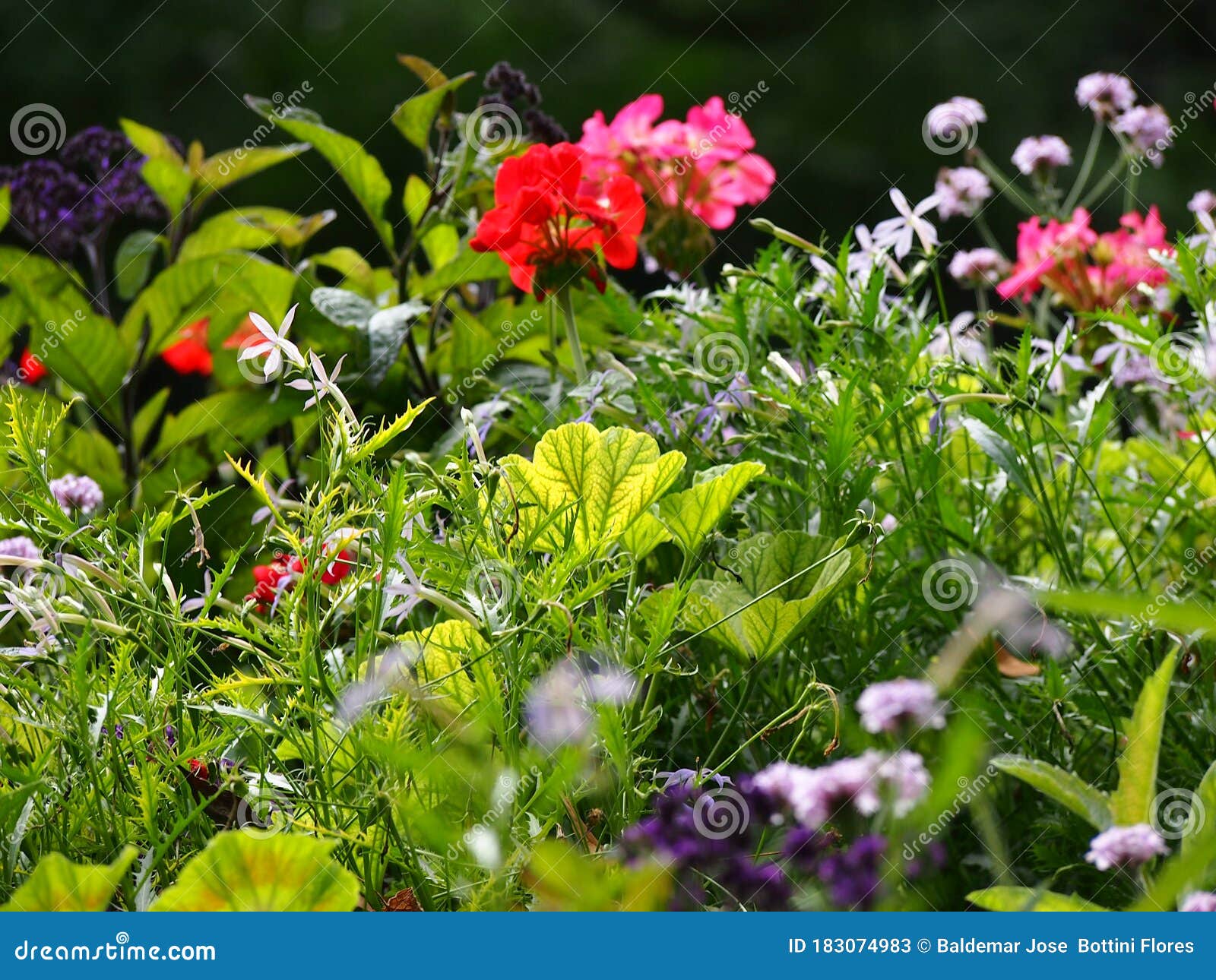 Flower Out of Focus at the Front and Flowers Focused Stock Image ...