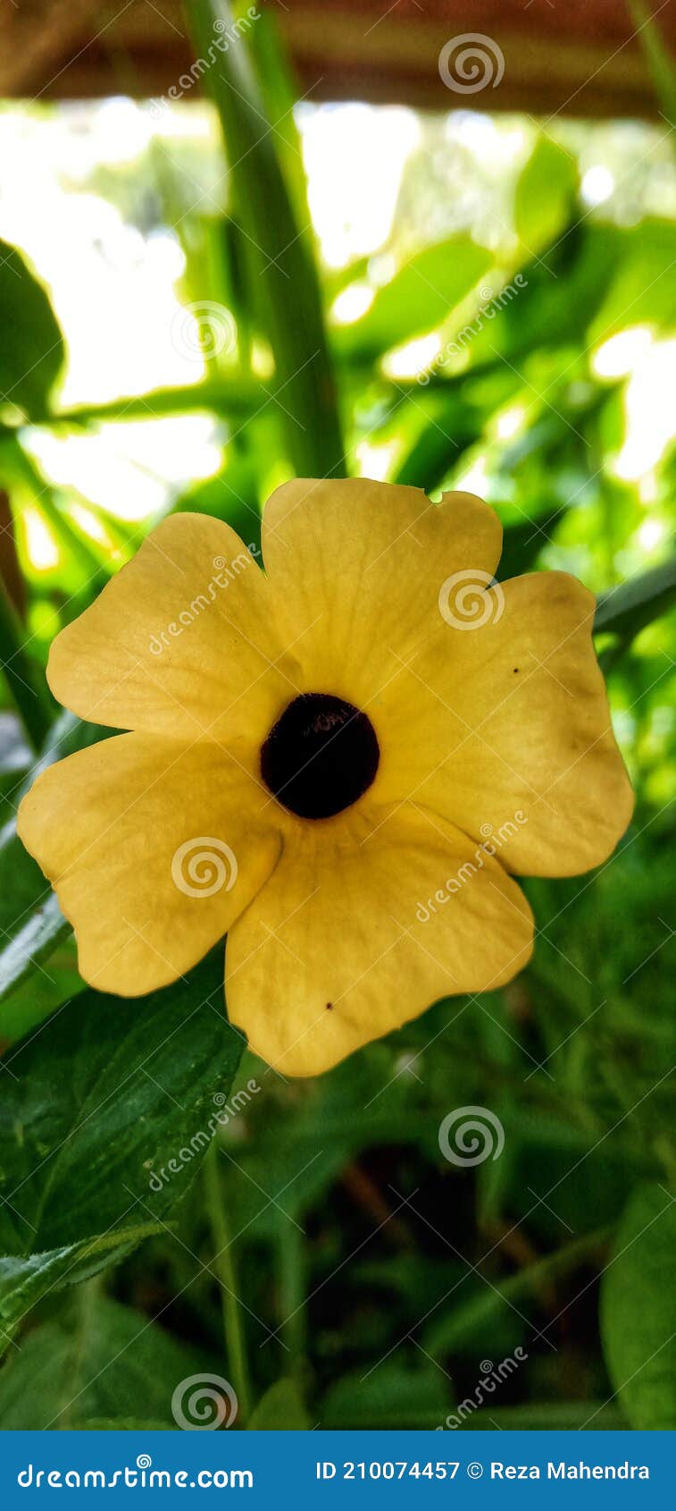 Flower on the outdoor stock image. Image of plant, flower - 210074457