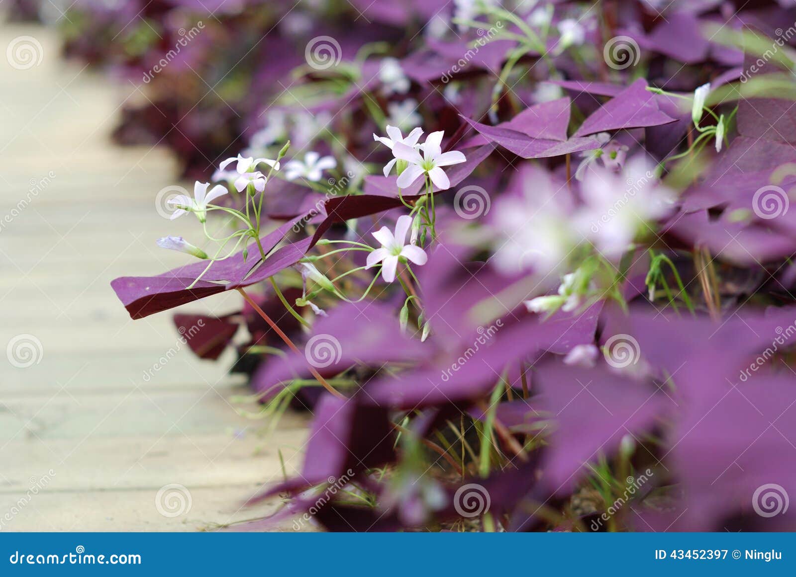 Flower Oxalis Triangularis (Purple Shamrock) Stock Image - Image of ...