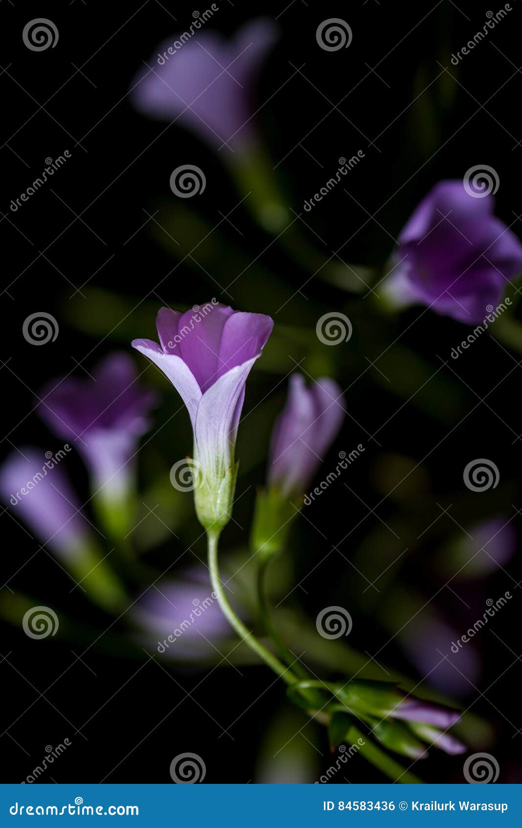 Flower stock photo. Image of shamrock, pretty, night - 84583436