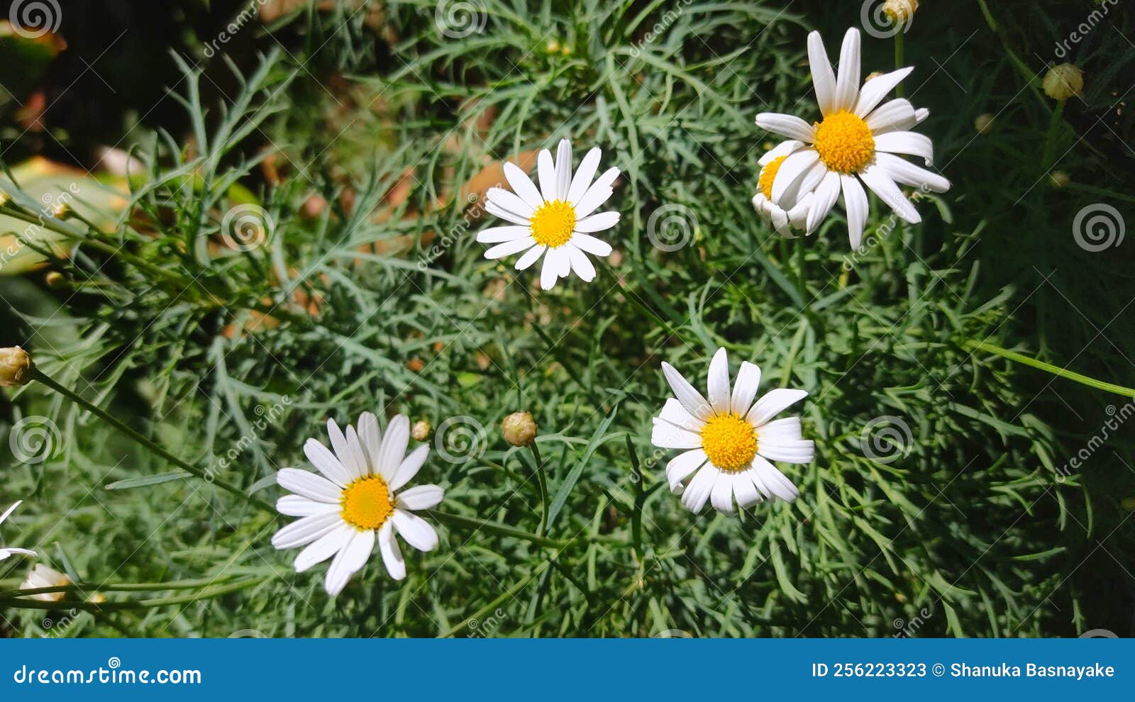 Beautiful Oxeye Daisey Flower Stock Photos - Free & Royalty-Free Stock ...