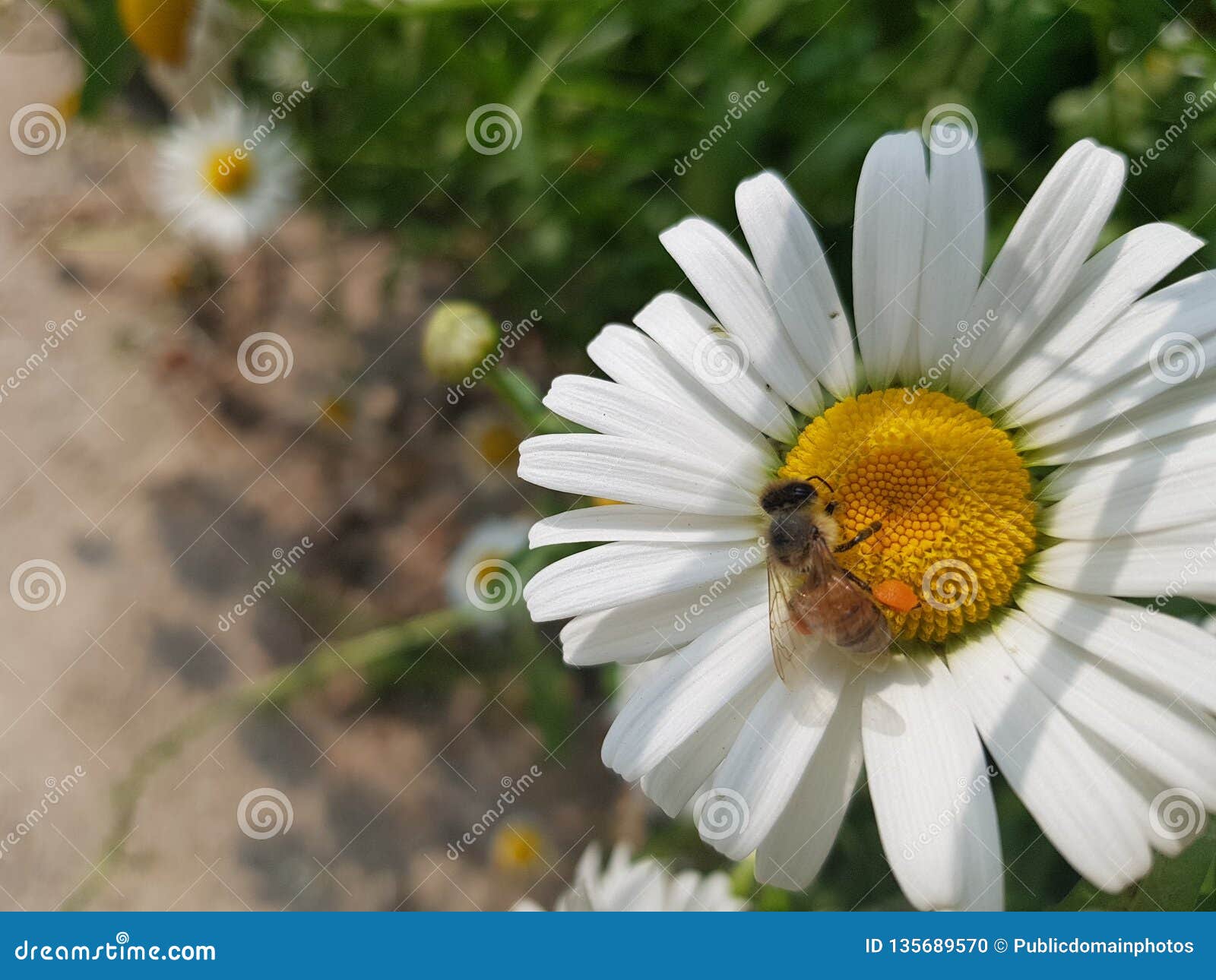 Flower, Oxeye Daisy, Pollen, Nectar Picture. Image: 135689570