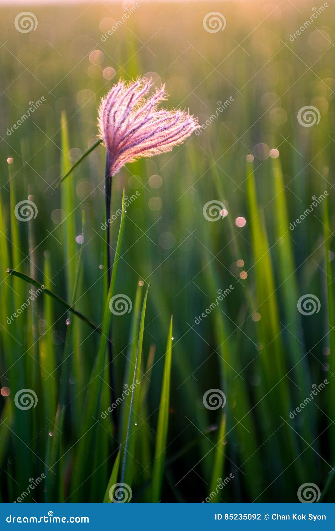 Flower in Paddy field stock photo. Image of moisture - 85235092