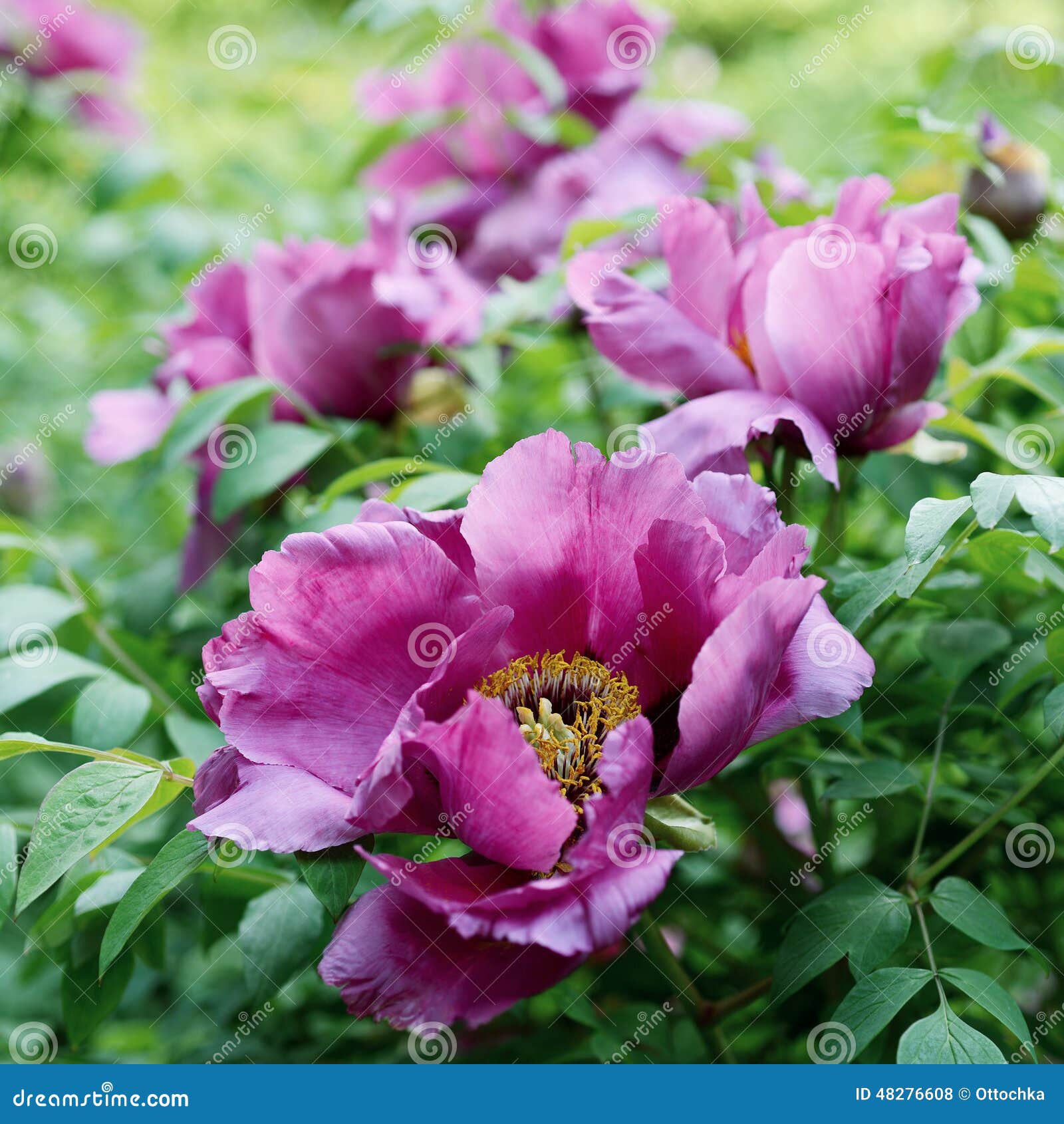 Flower Paeonia Suffruticosa Stock Photo - Image of nature, floral: 48276608