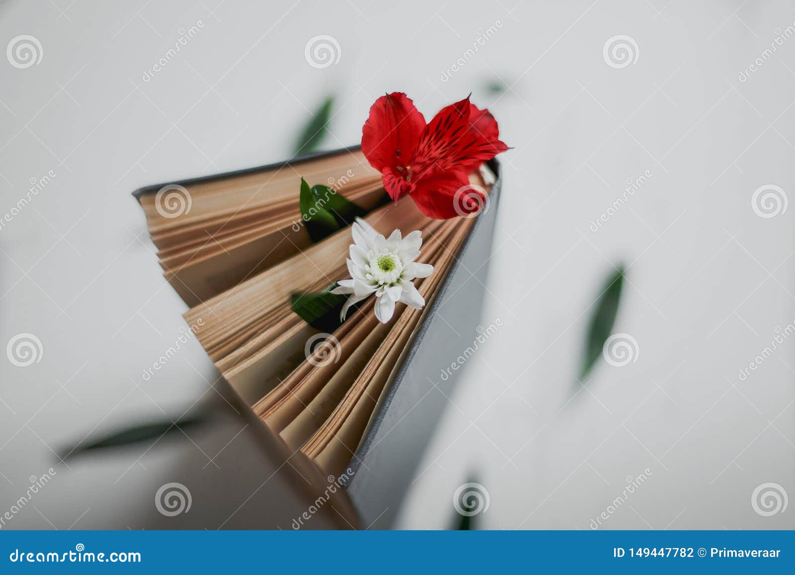 Flower between the Pages of Book Stock Photo - Image of novel, antique ...