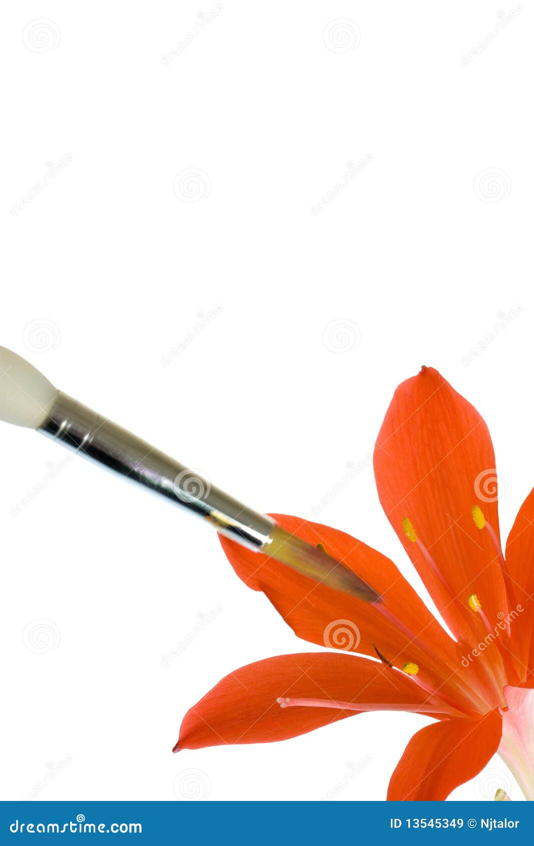 Flower and paintbrush stock image. Image of pretty, closeup - 13545349