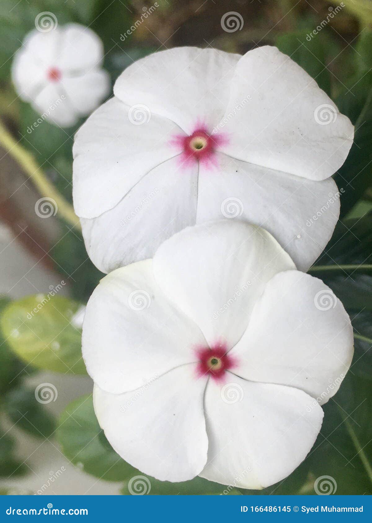 Flower pair stock image. Image of white, plant, flower - 166486145