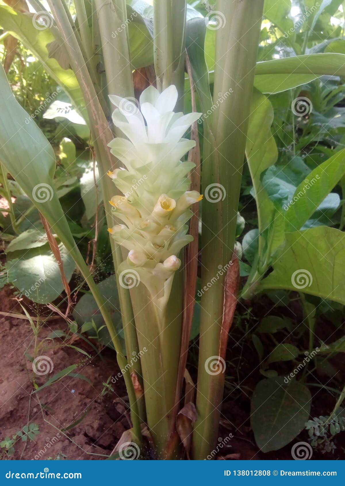 Flower Palant Stock Photos - Free & Royalty-Free Stock Photos from ...