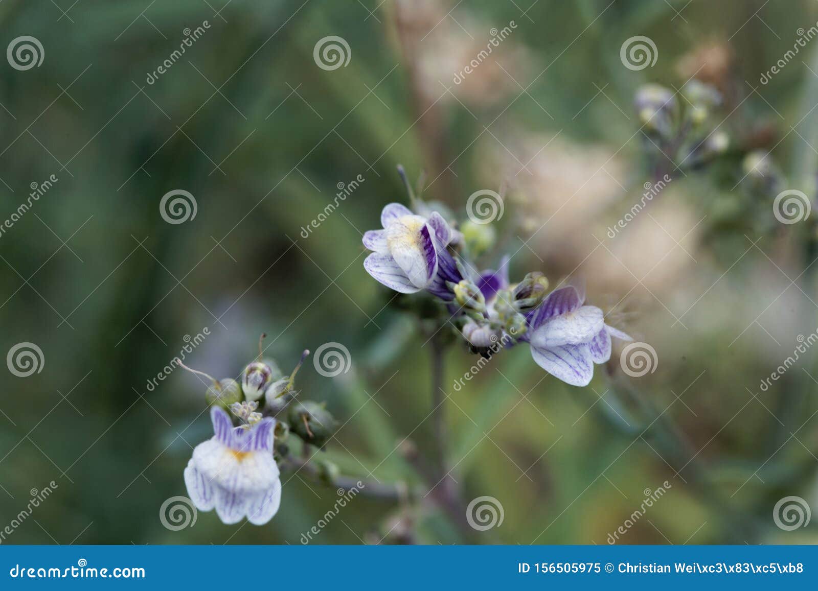 Flower of a Pale Toadflax, Linaria Repens Stock Image - Image of ...