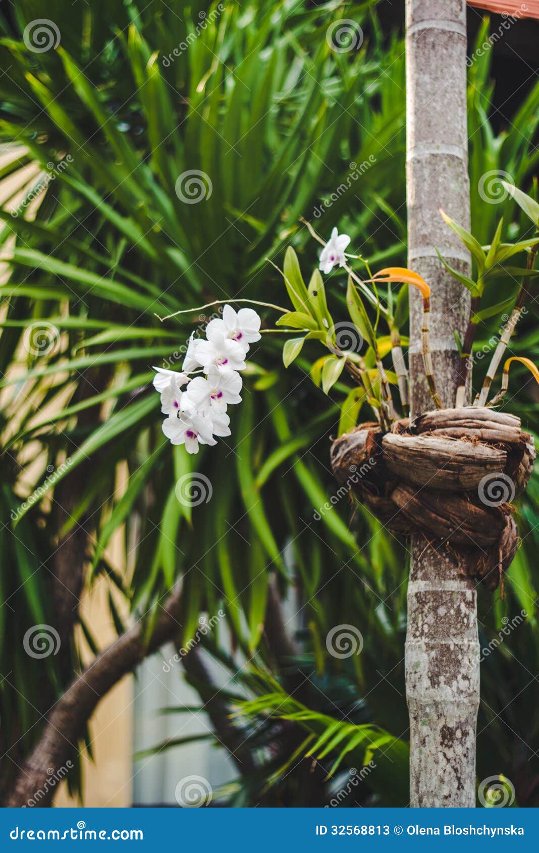 Flower on a palm tree stock image. Image of flower, decoration - 32568813