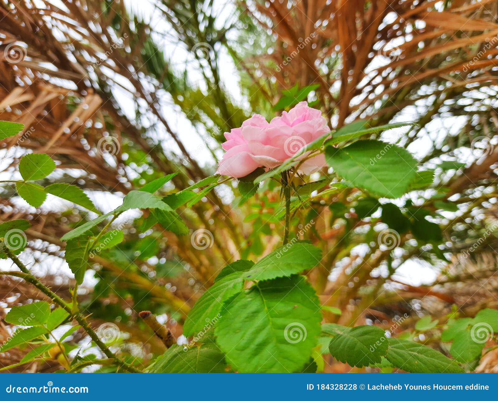 Flower and Palm Tree in Sahara Desert Stock Photo - Image of blossom ...