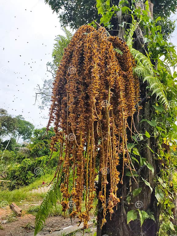 The Flower of the Palm Tree Which is Surrounded by Bees Stock Image ...