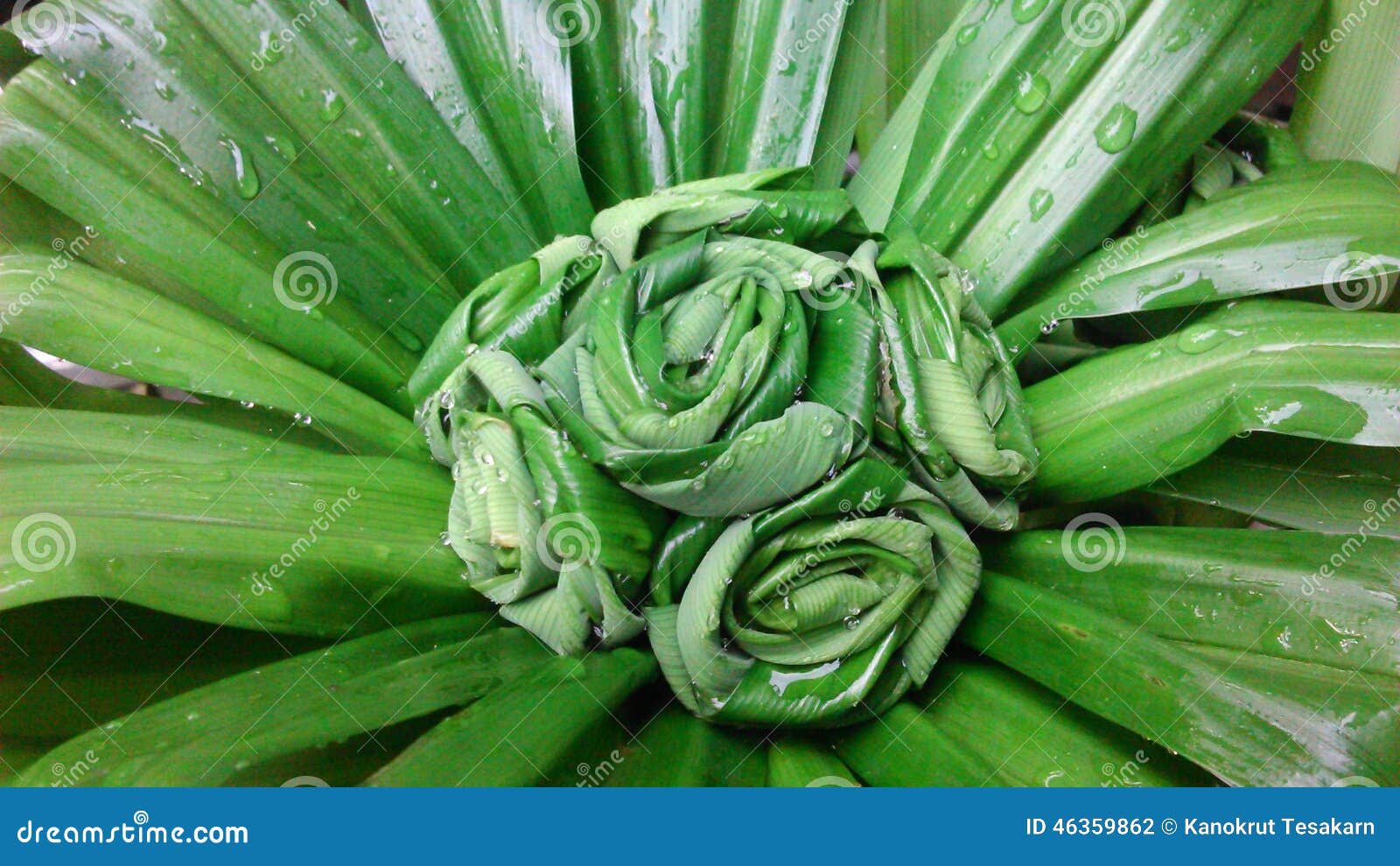 Flower from pandan leaves stock photo. Image of pandan - 46359862