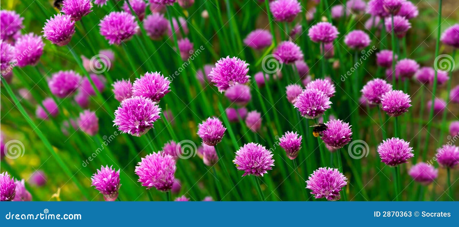 Flower panorama stock image. Image of grow, beautiful - 2870363